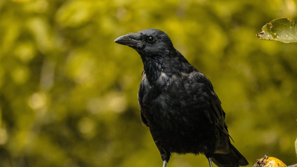 7 Things about Crows that May Surprise You — Birdertown