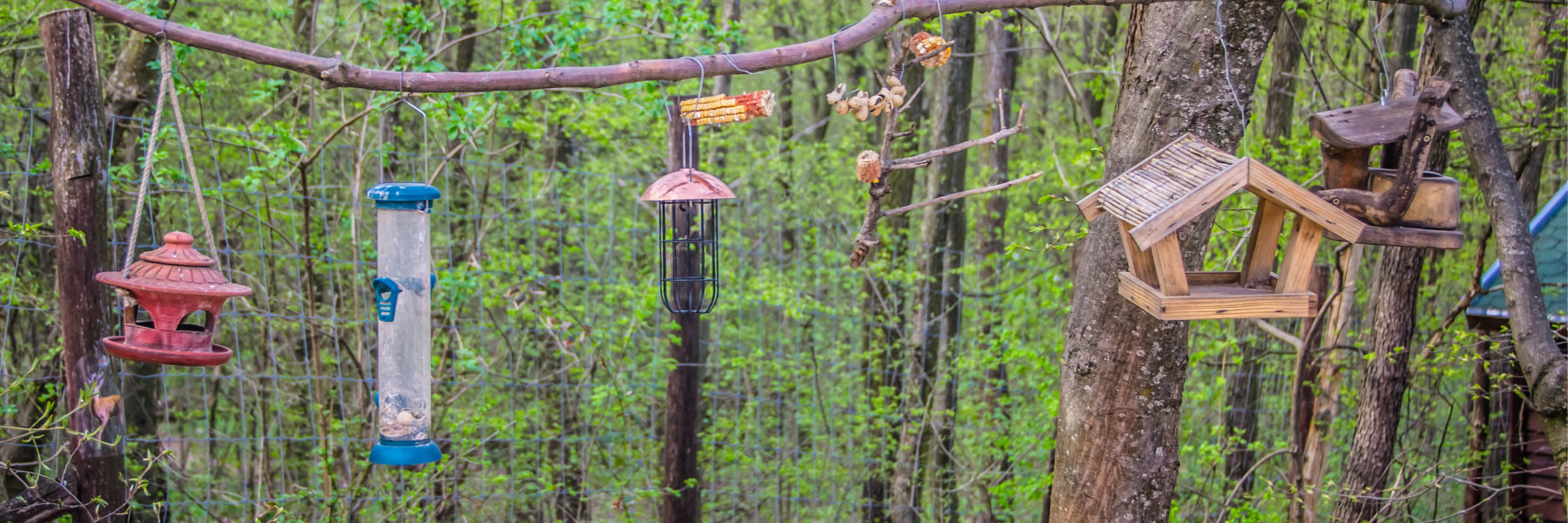 How to Choose the Right Bird Feeder For Your Backyard — Birdertown