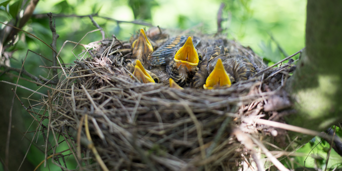 How to get ready for nesting season? — Birdertown