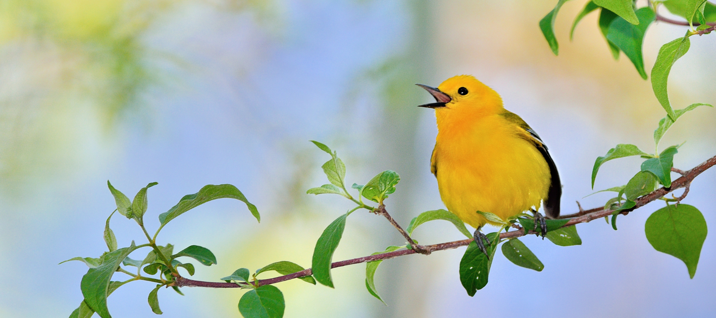 A Complete Guide to Attracting Warblers to Your Backyard — Birdertown