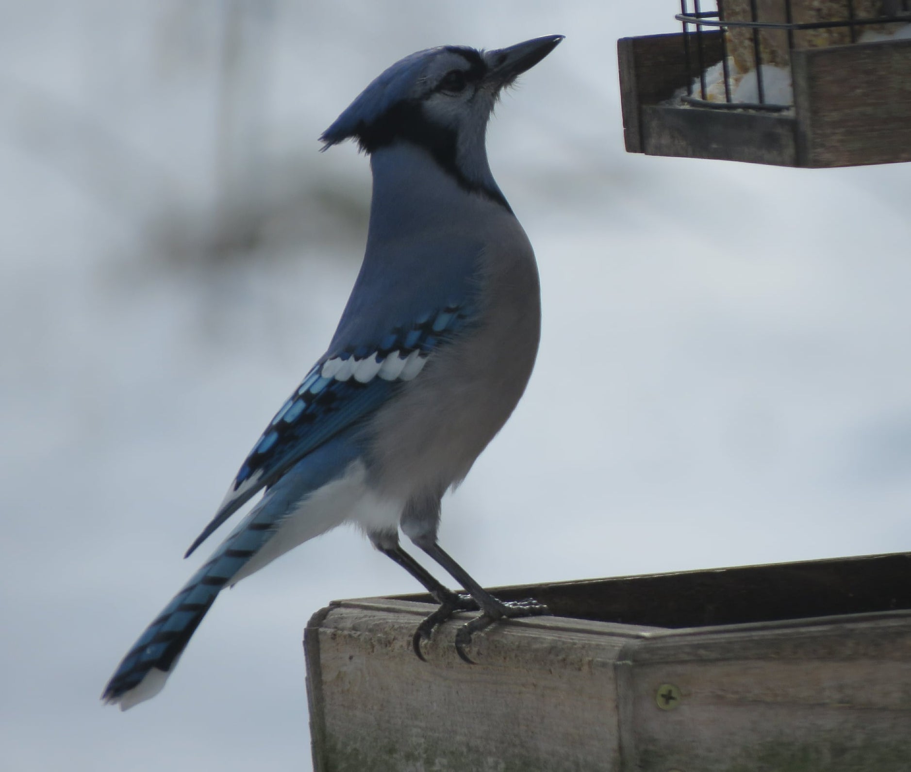 Backyard Birding Store | Shop Backyard Bird & Wild Bird Products ...