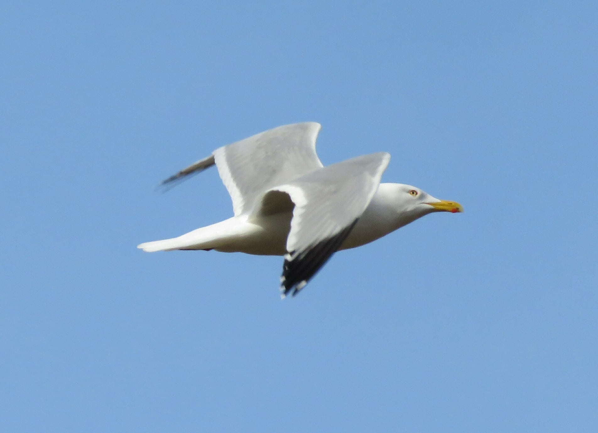 Backyard Birding Store | Shop Backyard Bird & Wild Bird Products ...