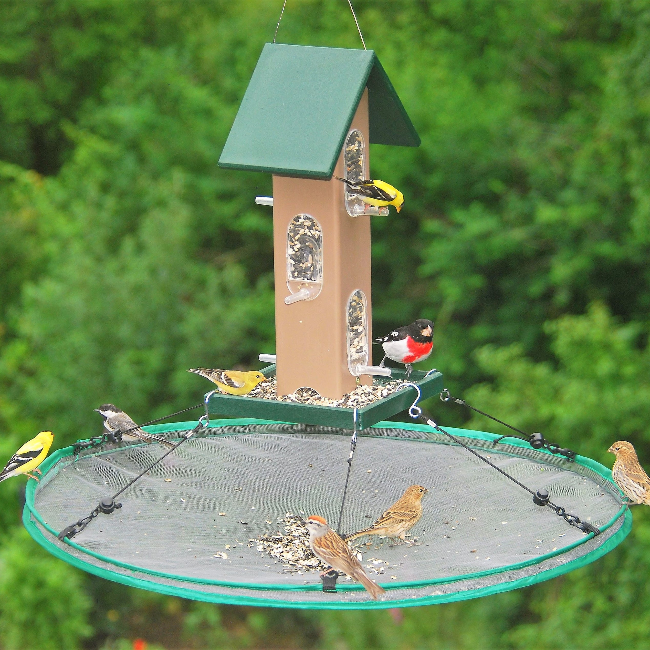 Backyard Birding Store | Shop Backyard Bird & Wild Bird Products ...