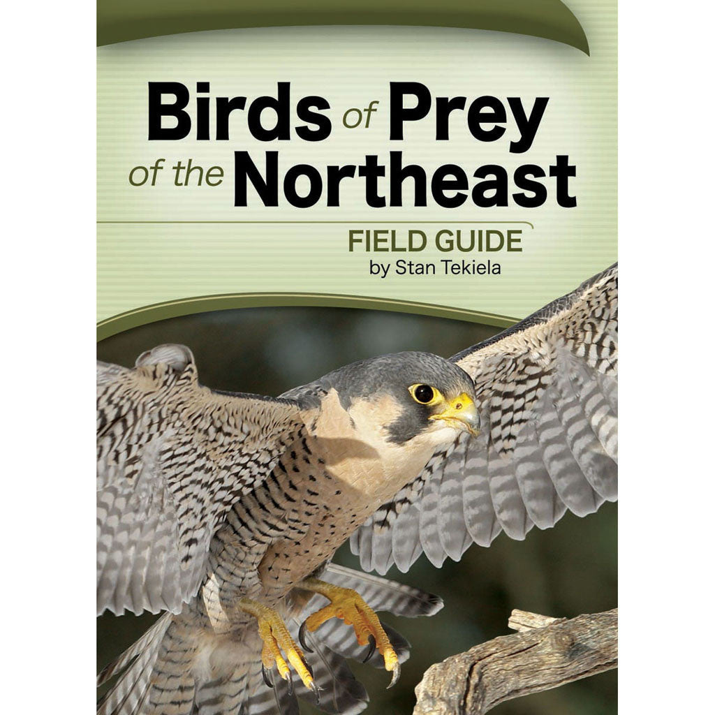Birds Of Prey Of The Northeast Bird Field Guide — Birdertown