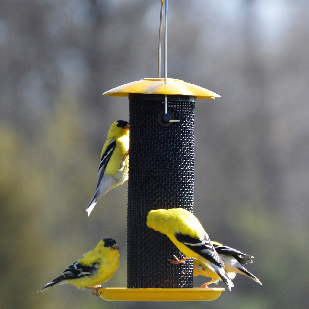 Finch Feeders — Birdertown