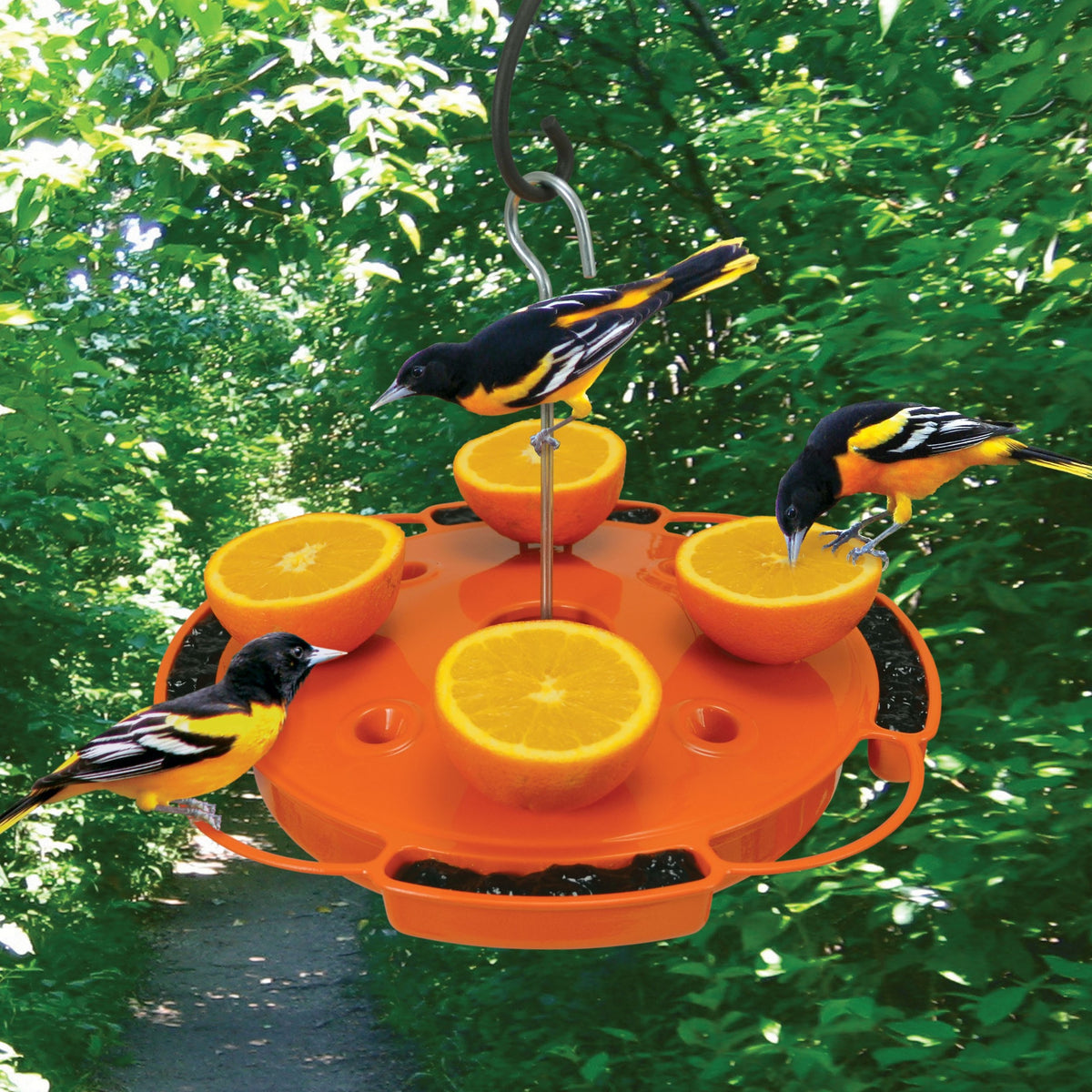 Ultimate Oriole Bird Feeder 1 QT — Birdertown