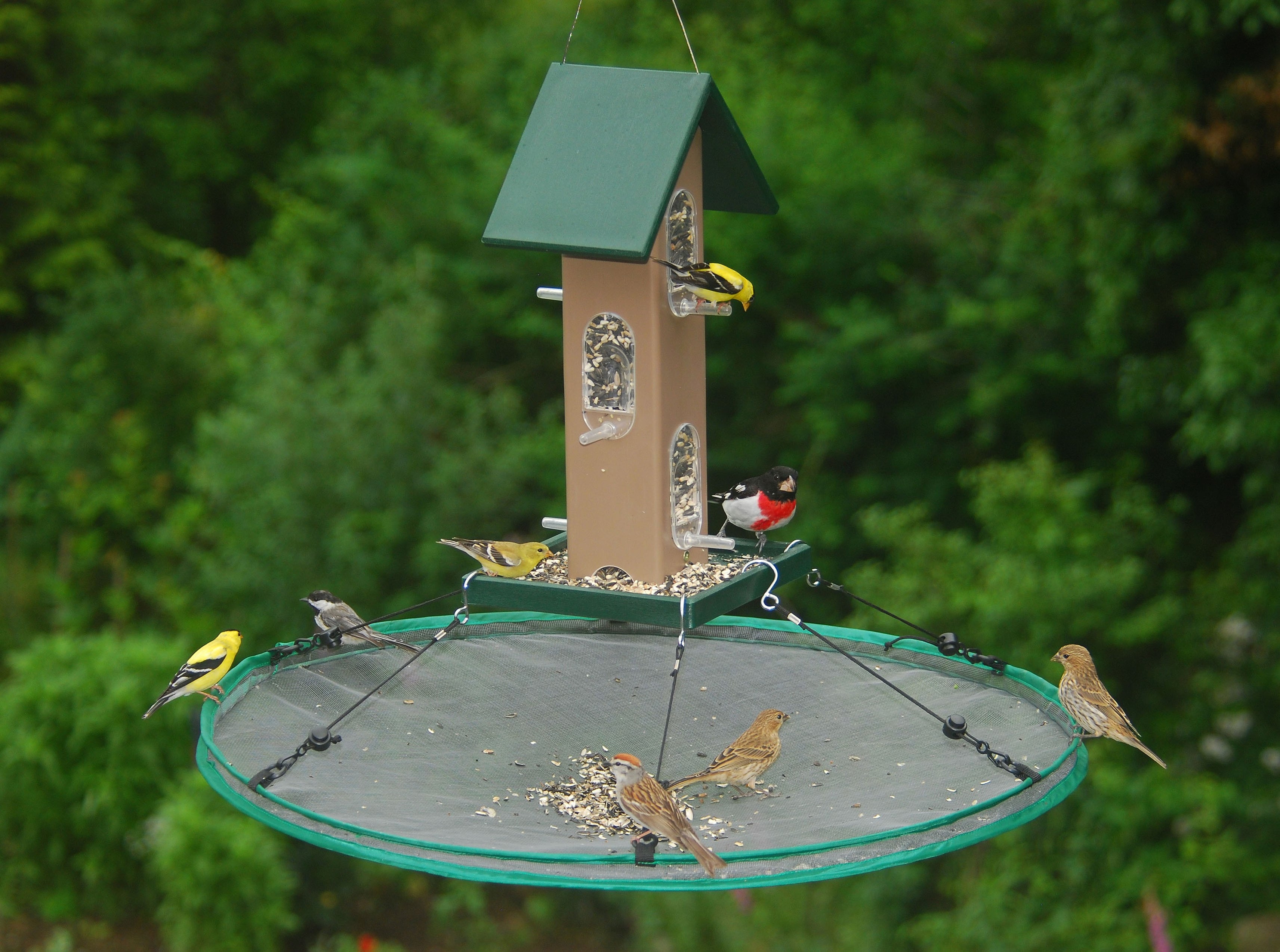 Hoop Bird Seed Catcher 30 IN by Songbird Essentials | Birdertown