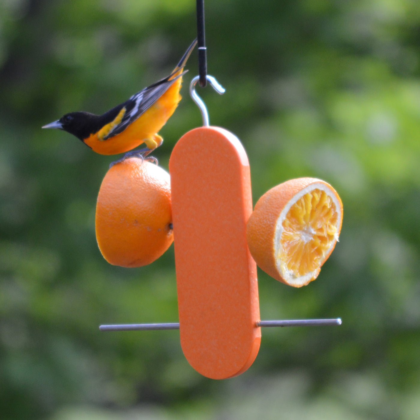 Double Orange Oriole Feeder — Birdertown