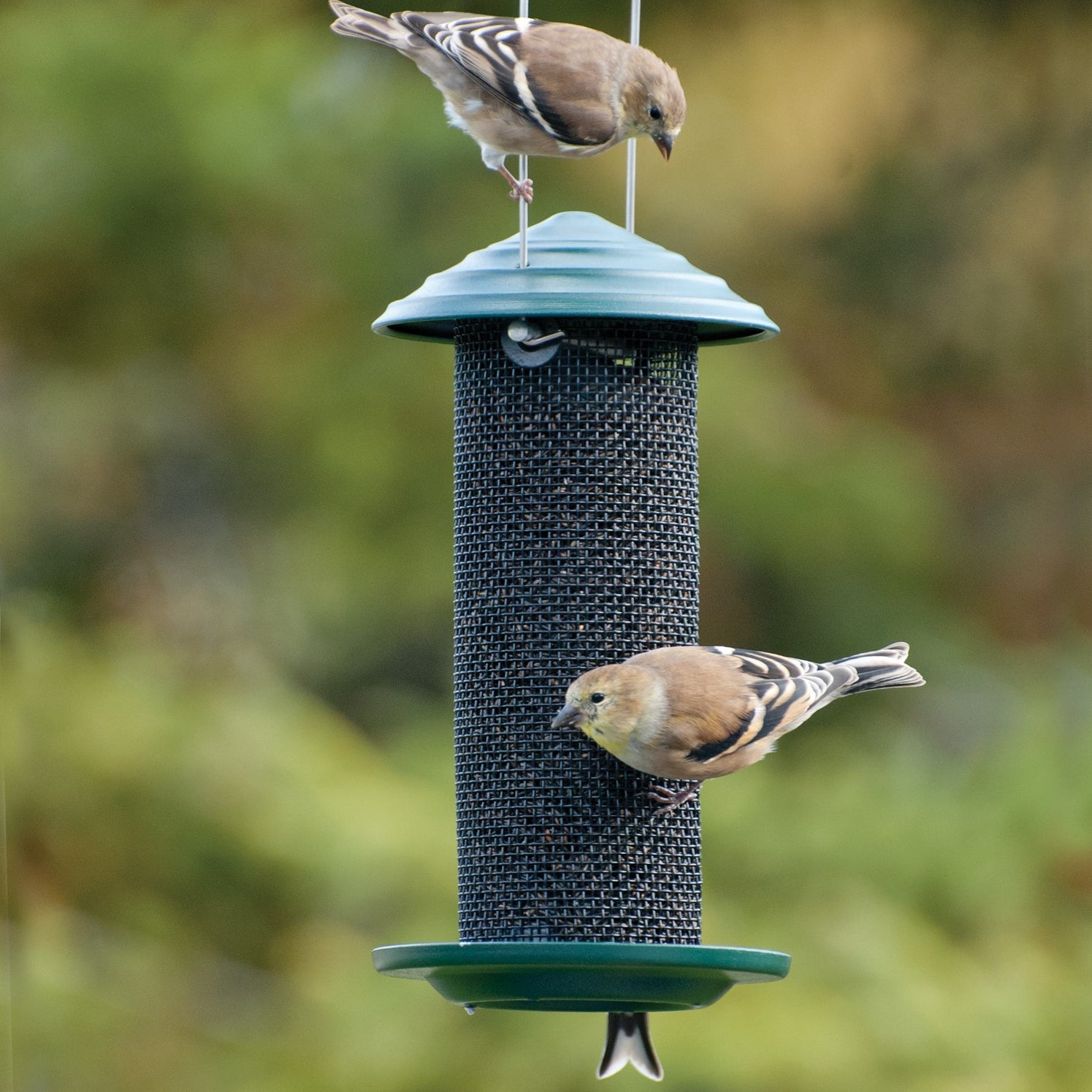 Finch Feeders — Birdertown