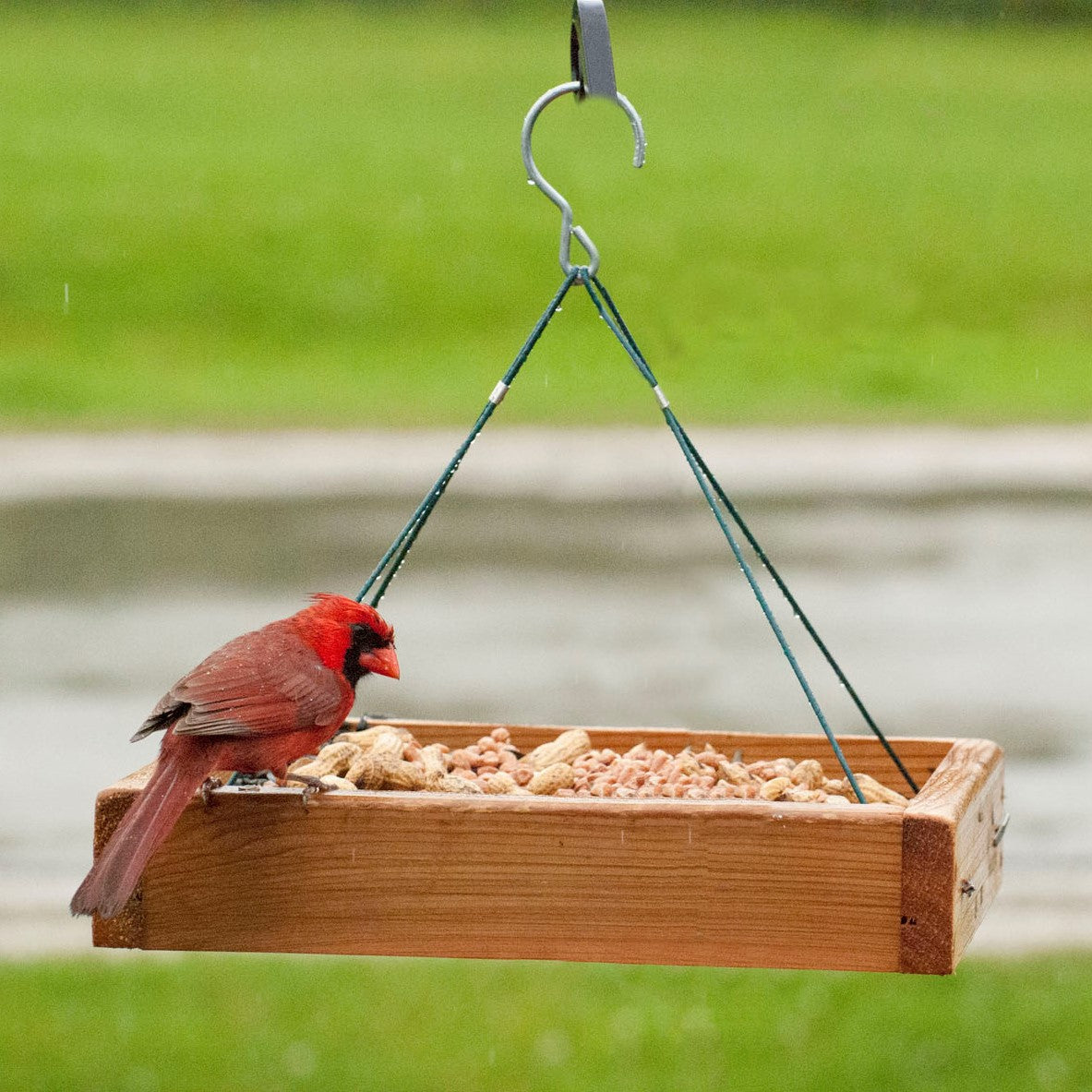 Platform Bird Feeders — Birdertown